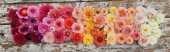 Freese Flower Farm