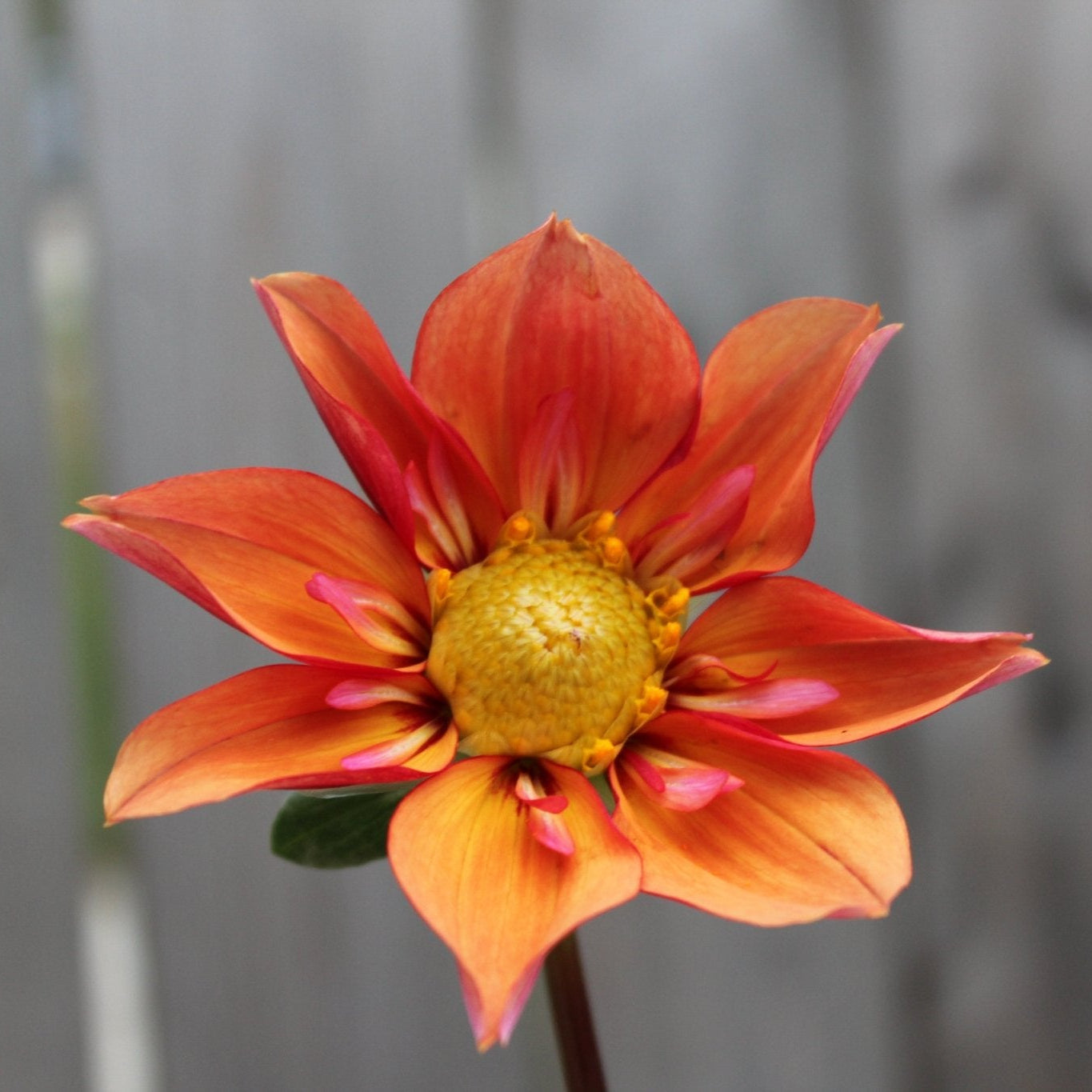 Lil' Wyatt – Freese Flower Farm