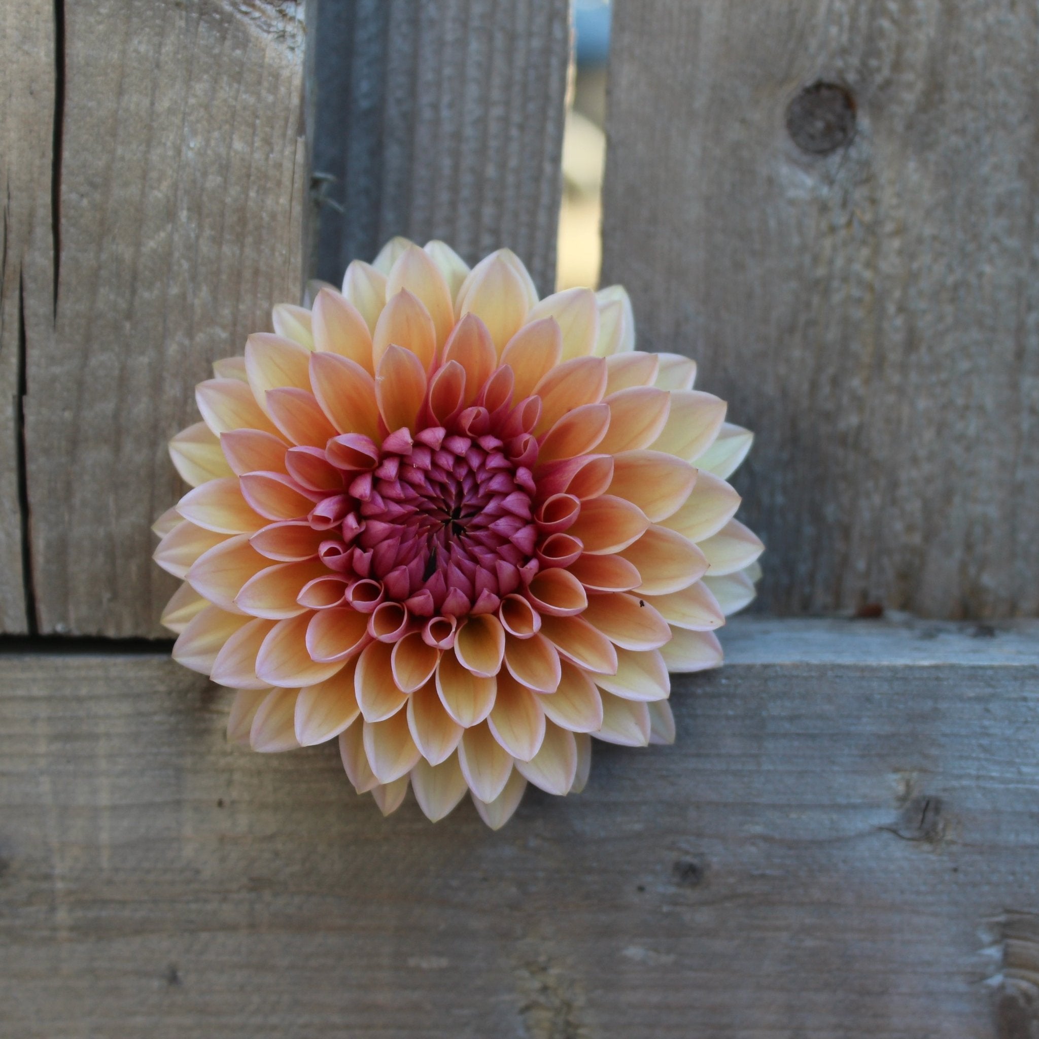 Sweet Sanne – Freese Flower Farm