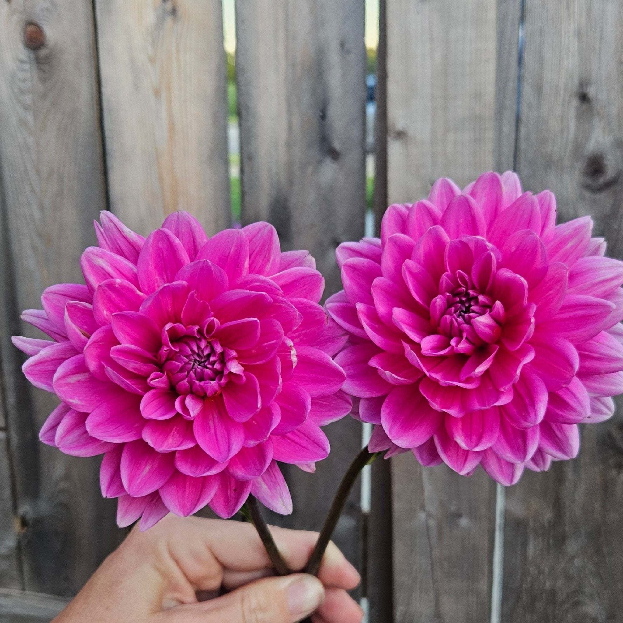 Hollyhill Sweet 16 – Freese Flower Farm
