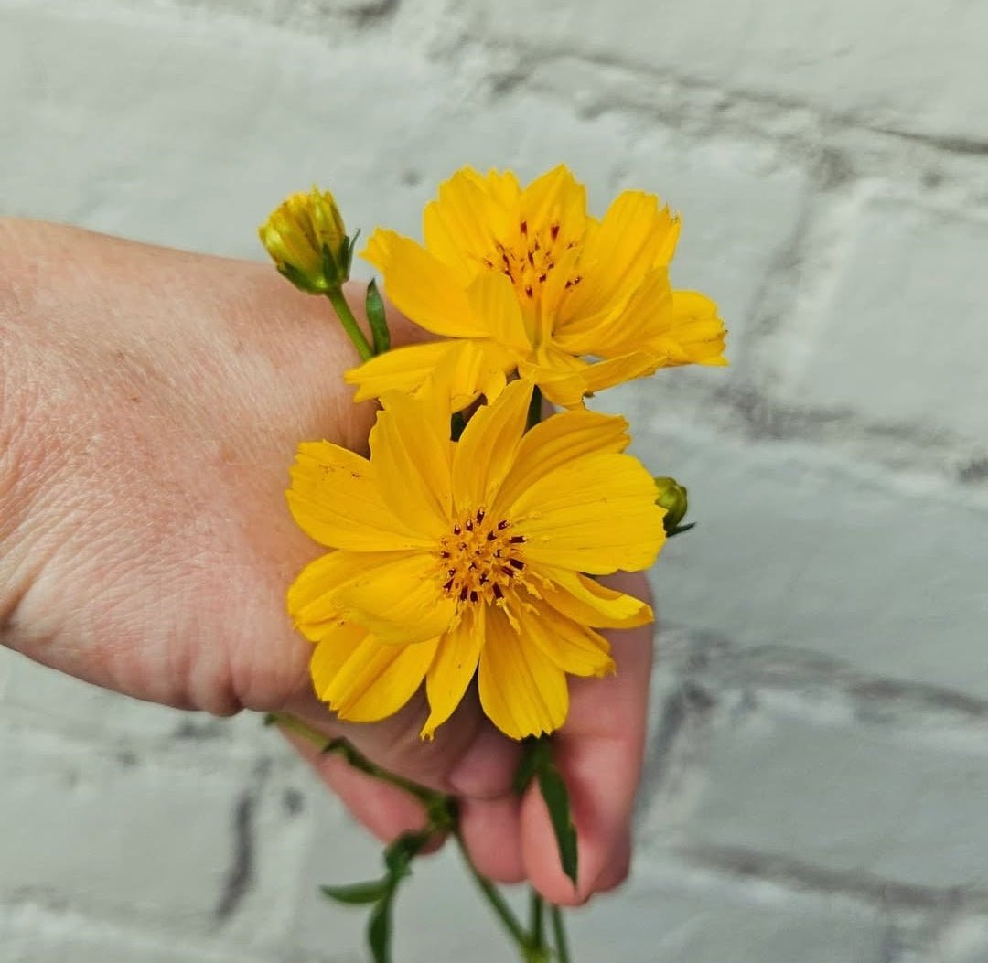 Cosmos, Sulfur – Freese Flower Farm