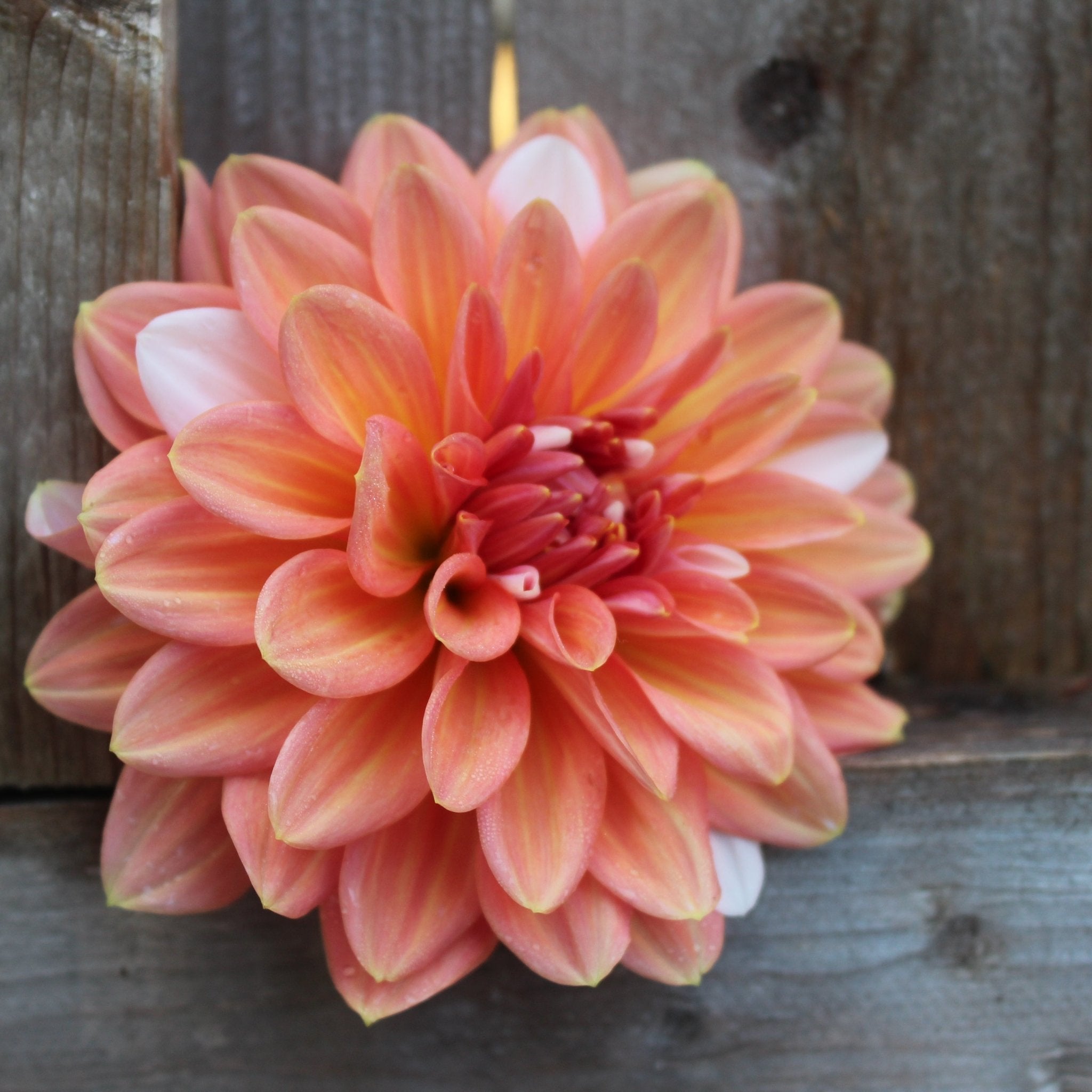 Summit Festival – Freese Flower Farm